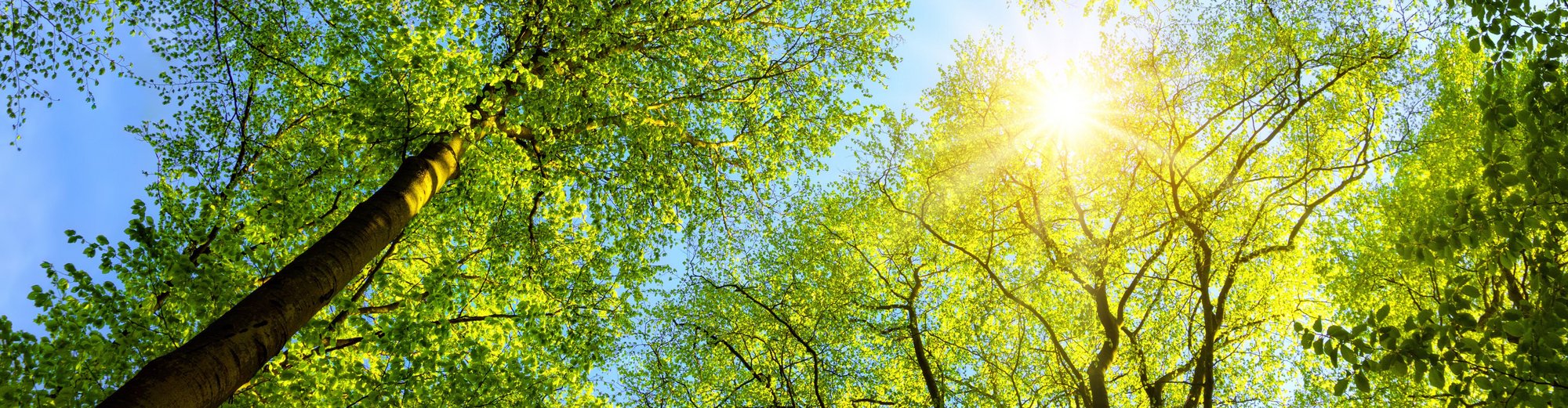 Cleantech-Cluster: Bioenergy Heating 2024